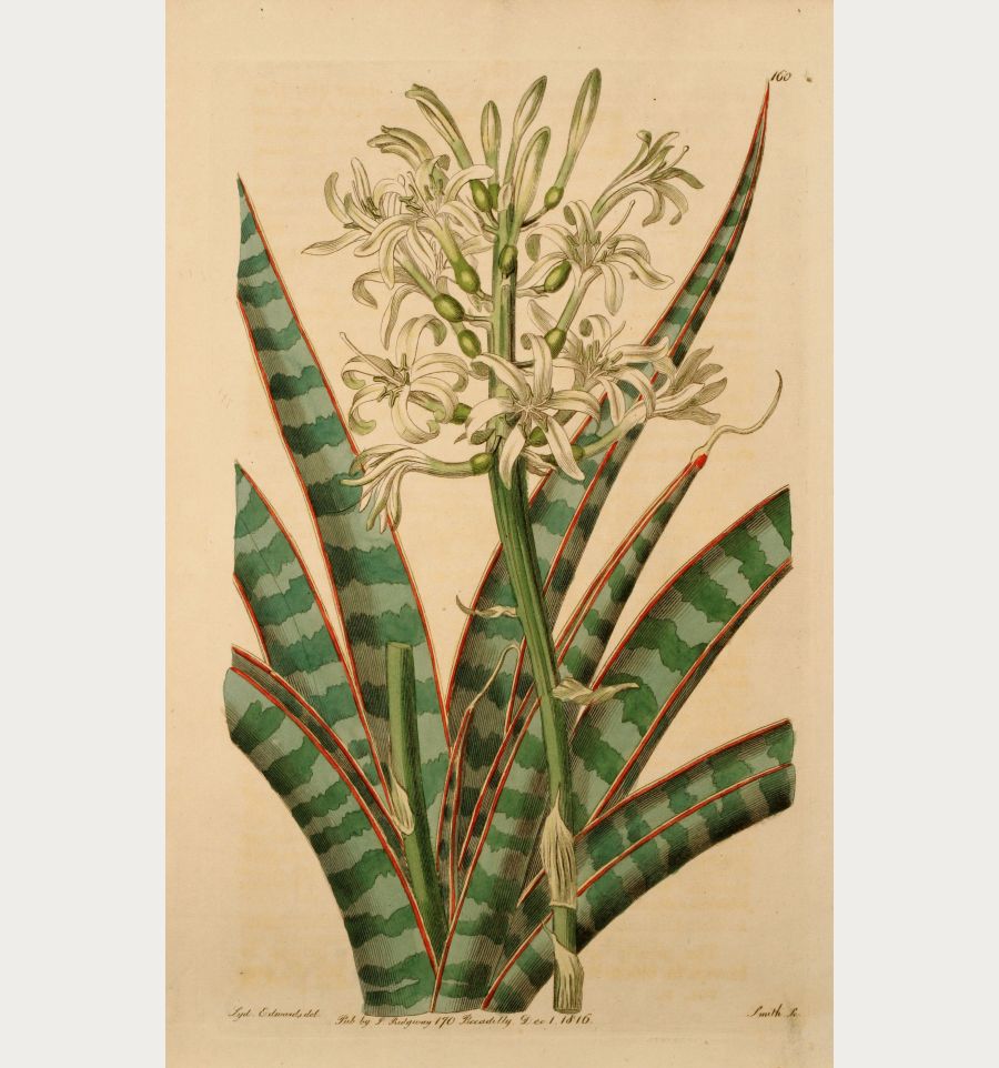 Edwards: Sanseviera zeylanica. Ceylon, 1816